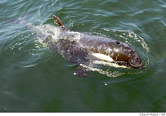 Scientists look for secret to vanishing whales