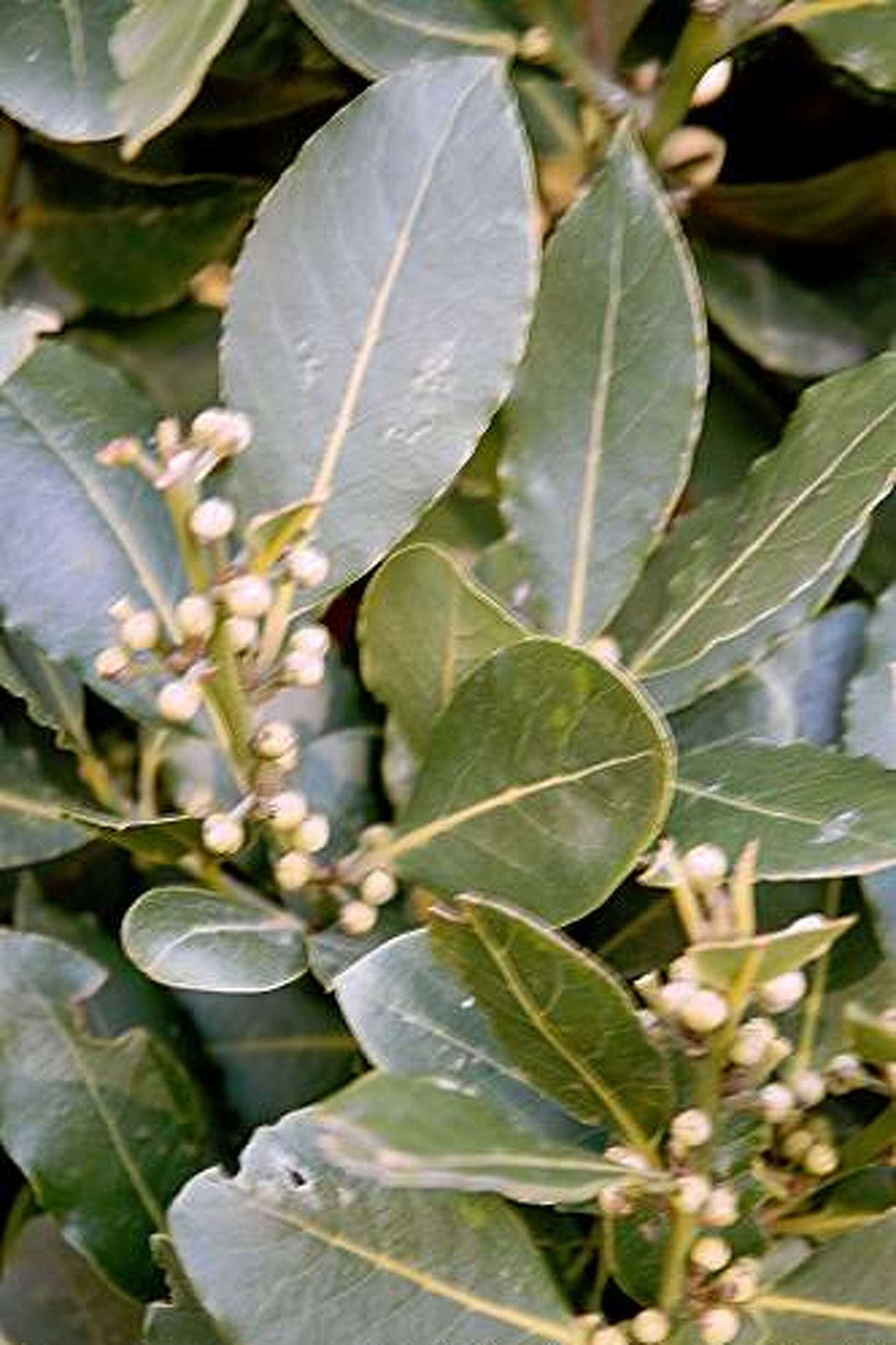 It's not easy to tell two laurel species apart