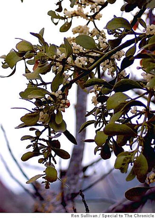 Mistletoe's attachment not welcome on trees - SFGate