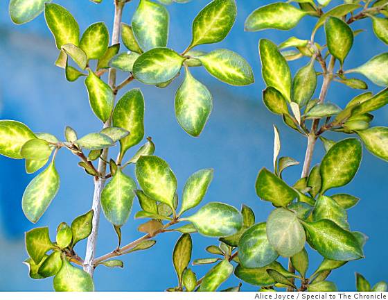 Golden mirror plant valued for variegated leaves
