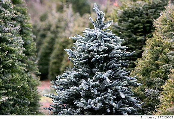 Chemicals can be good for healthy holiday tree