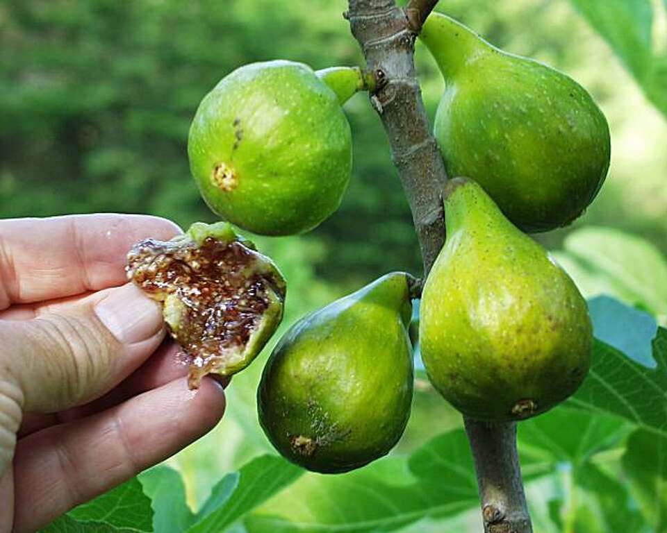 Hot figs to grow in cool places