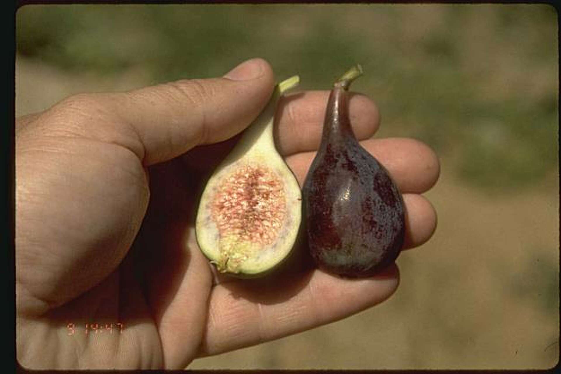 Hot figs to grow in cool places