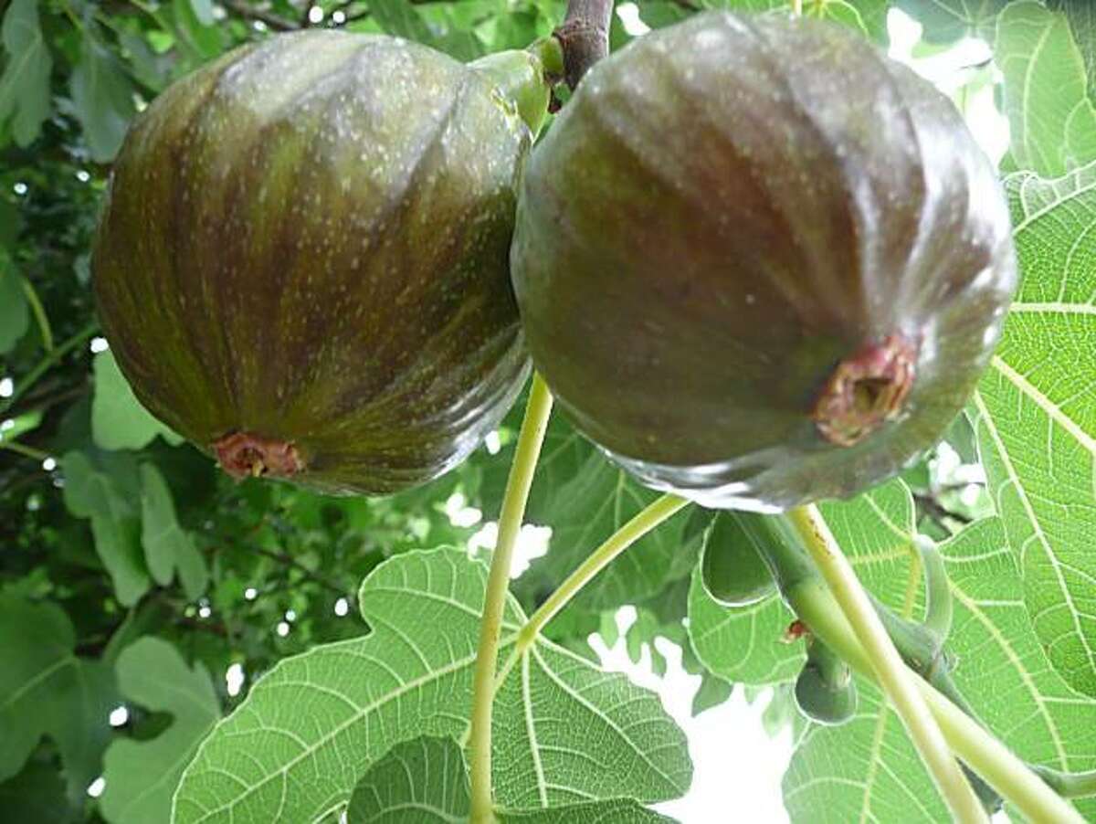 Hot figs to grow in cool places