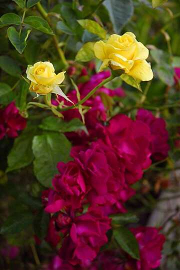 Rootstock branches can overtake roses