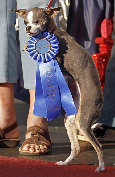 Oddly shaped Chihuahua wins Ugliest Dog honors