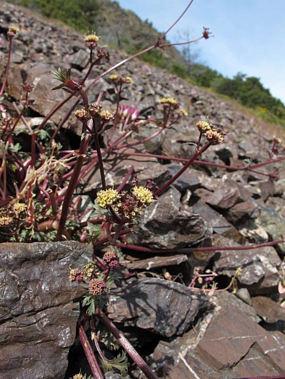 Unearthing rare gems on Mount Diablo