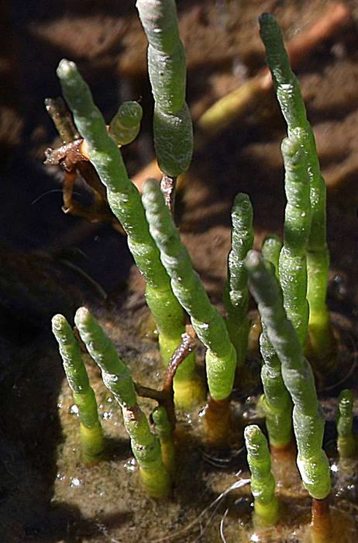 Dream of restoration gets real about diversity