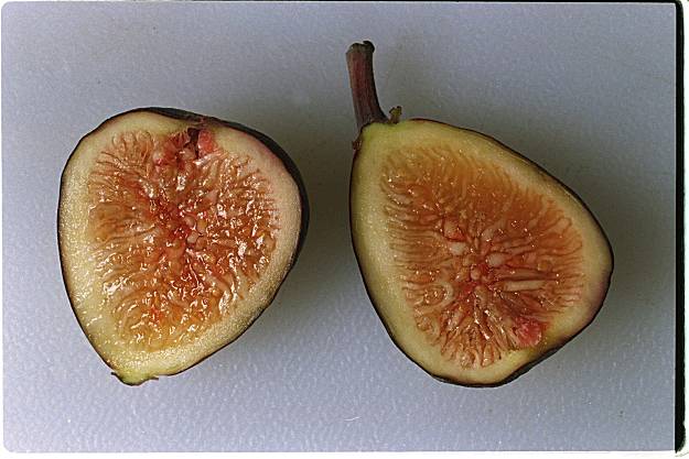 Early fig crop hints at what's to come