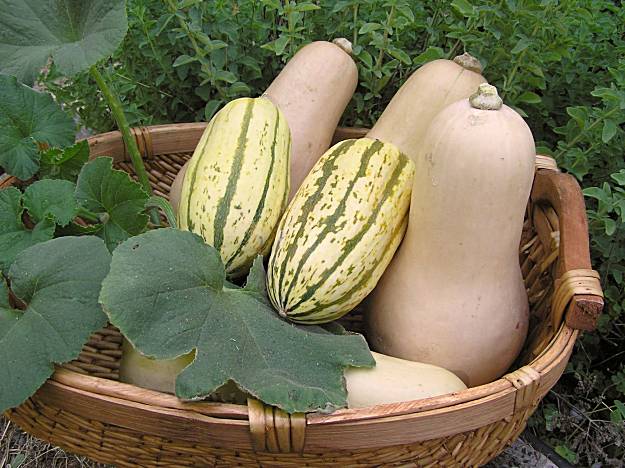 Color-coded seeds add variety to garden