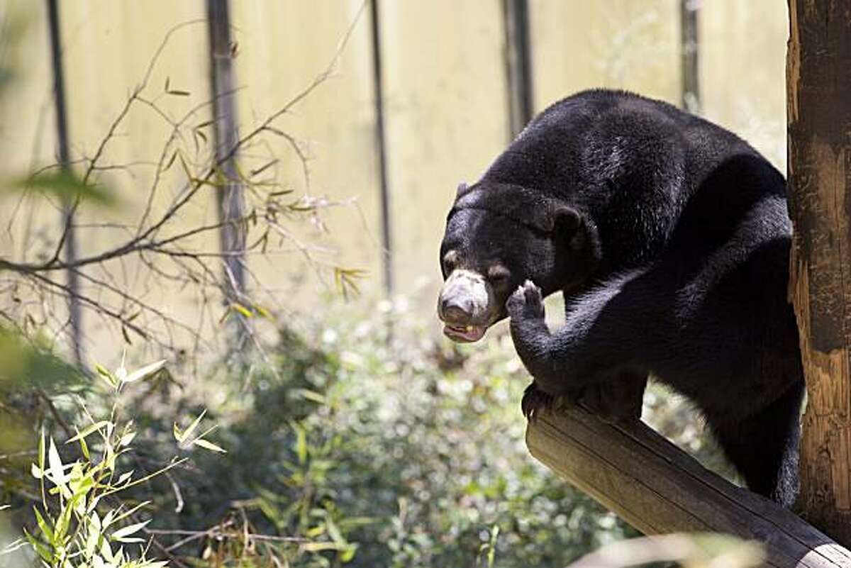Oakland Zoo gets new sun bear, its third