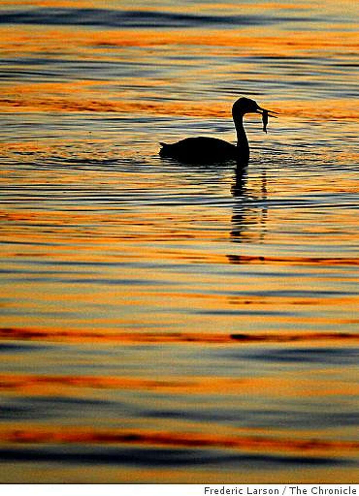 A year after the Cosco Busan spill