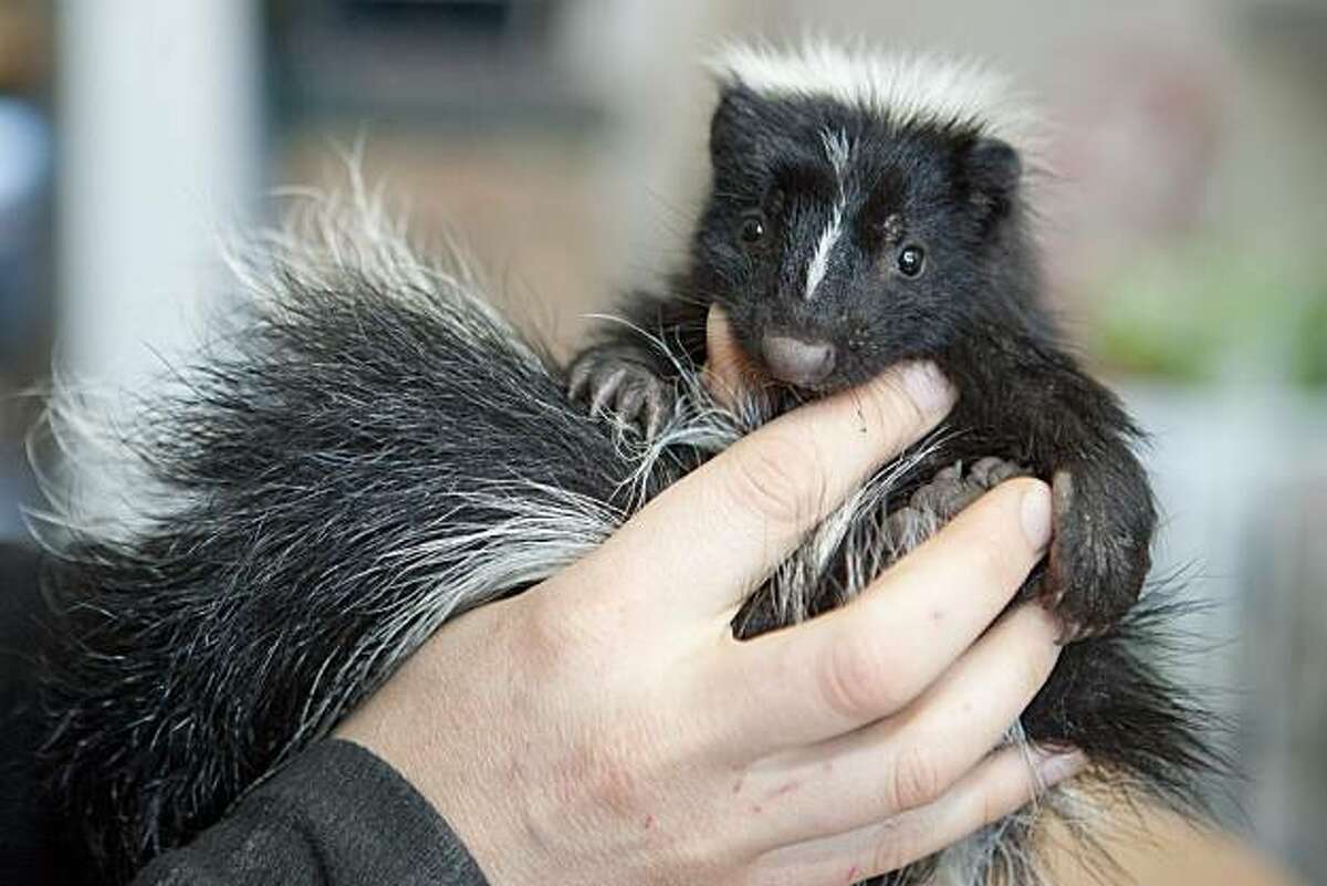 Big snake just the latest wild beast in Oakland