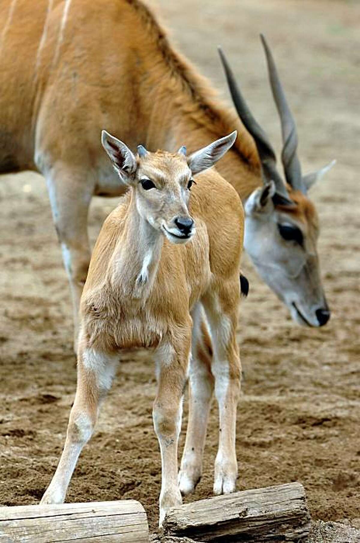 First baby antelope born at Oakland Zoo