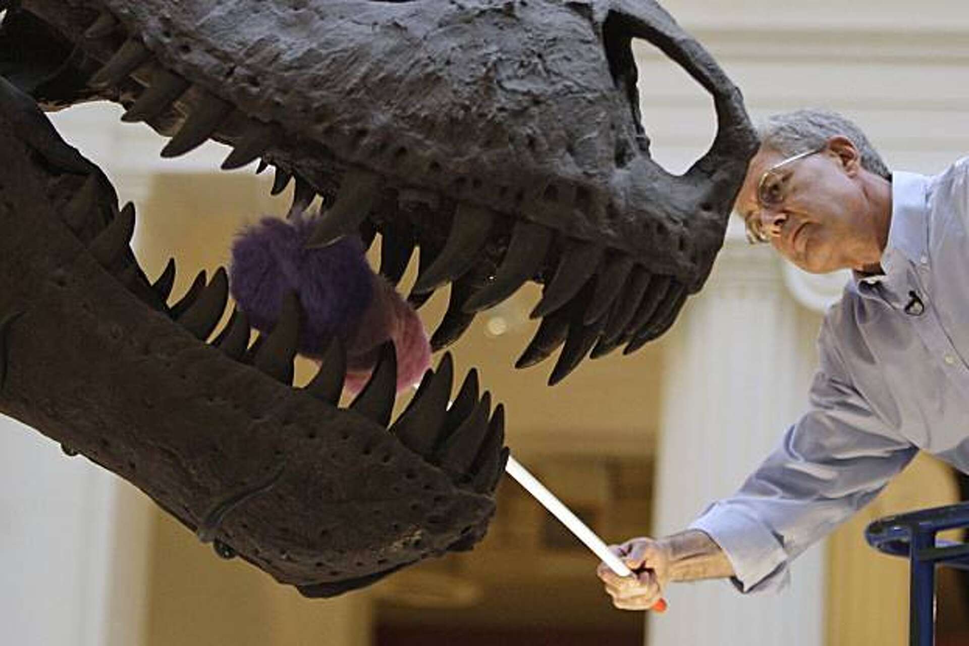 T. rex Sue spruced up: 10 years in Chicago