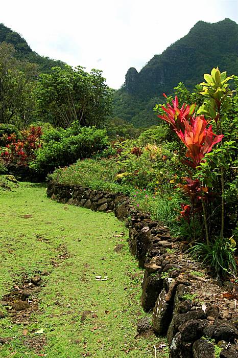 Preserving Hawaii's rare native plants