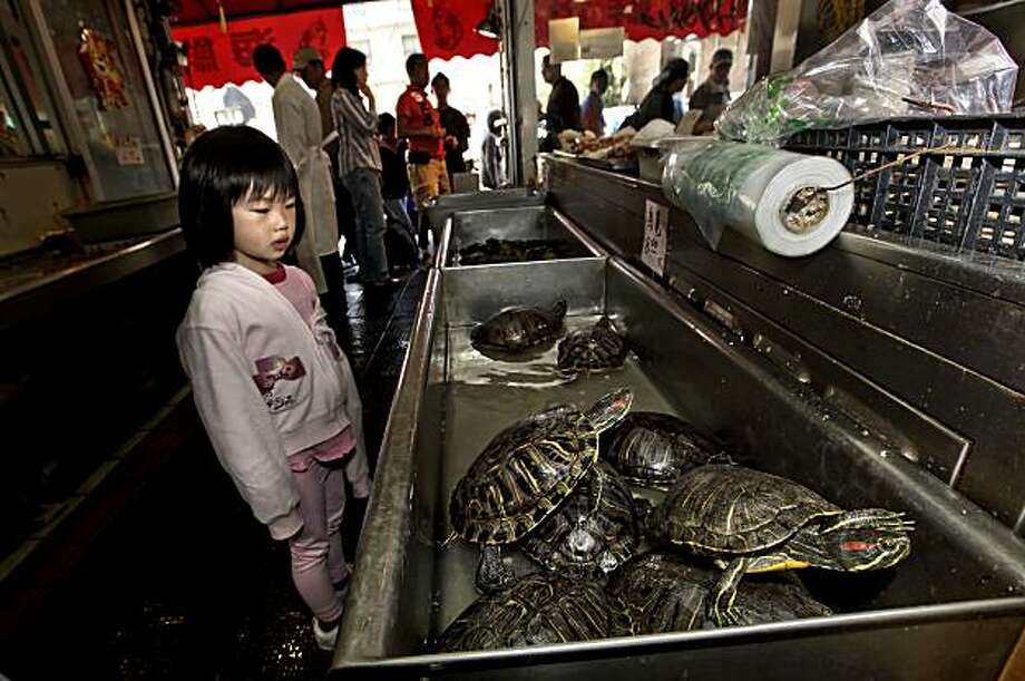 Ban on live turtle, frog sales assailed - SFGate