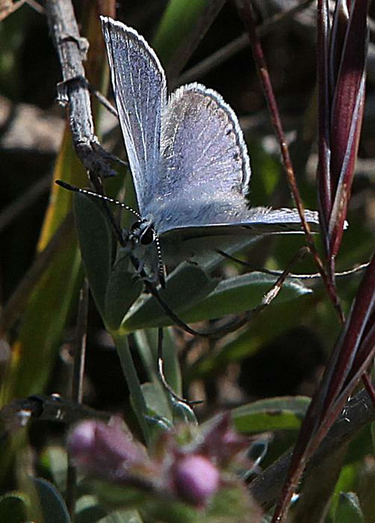 Mission blue butterfly returns to Twin Peaks