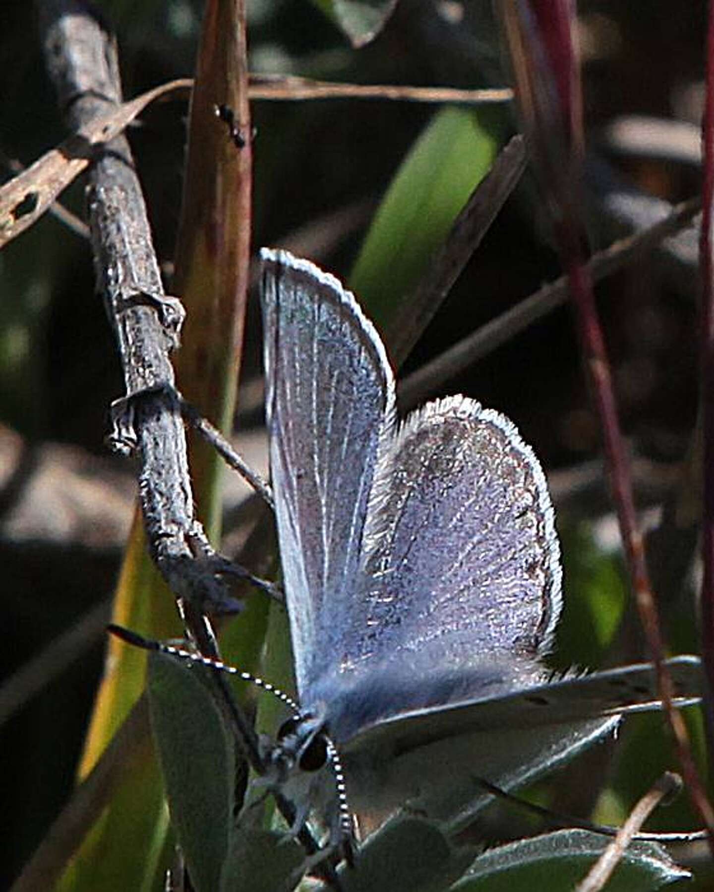 Mission blue butterfly returns to Twin Peaks