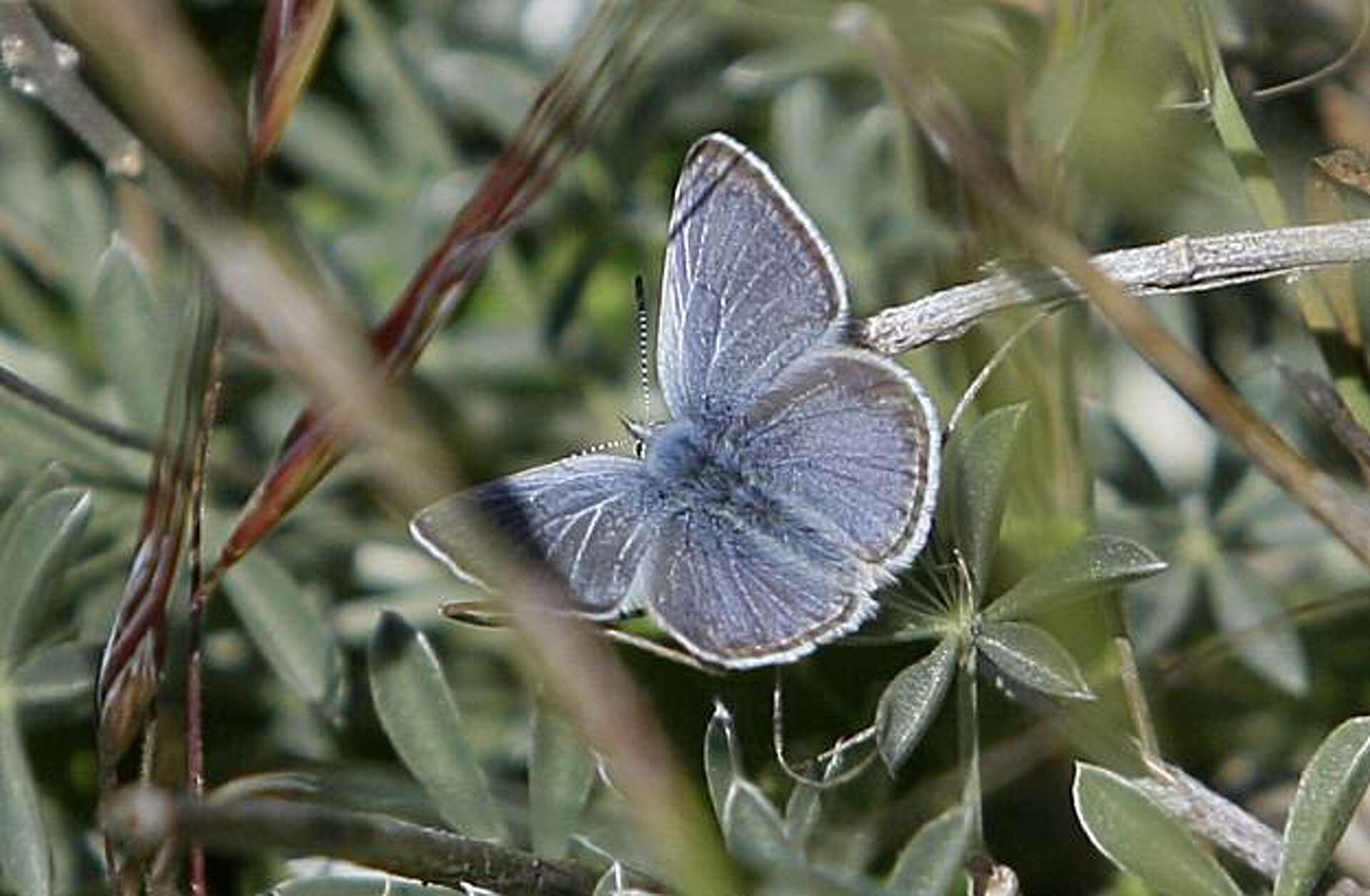 Mission blue butterfly returns to Twin Peaks