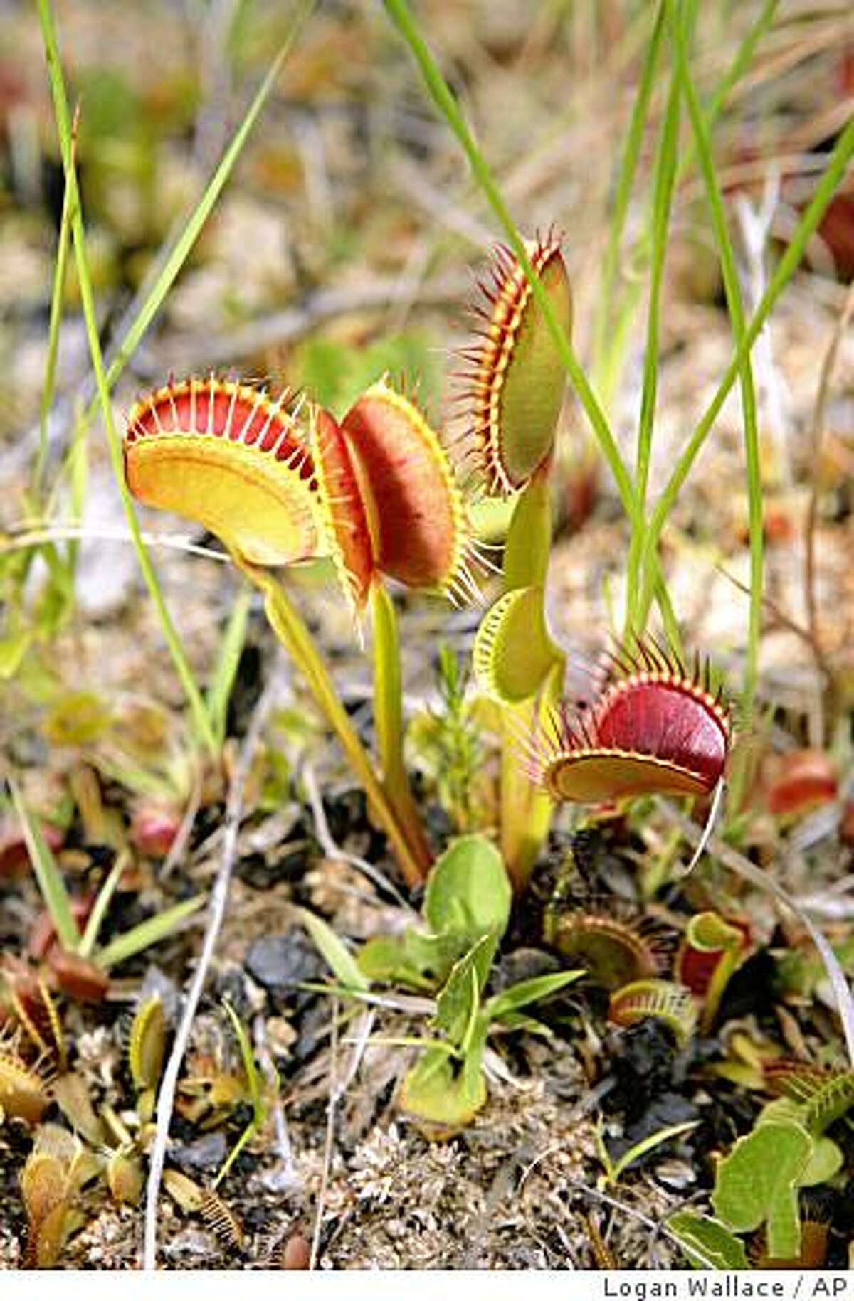 Sprawl, poaching chomp at venus flytrap