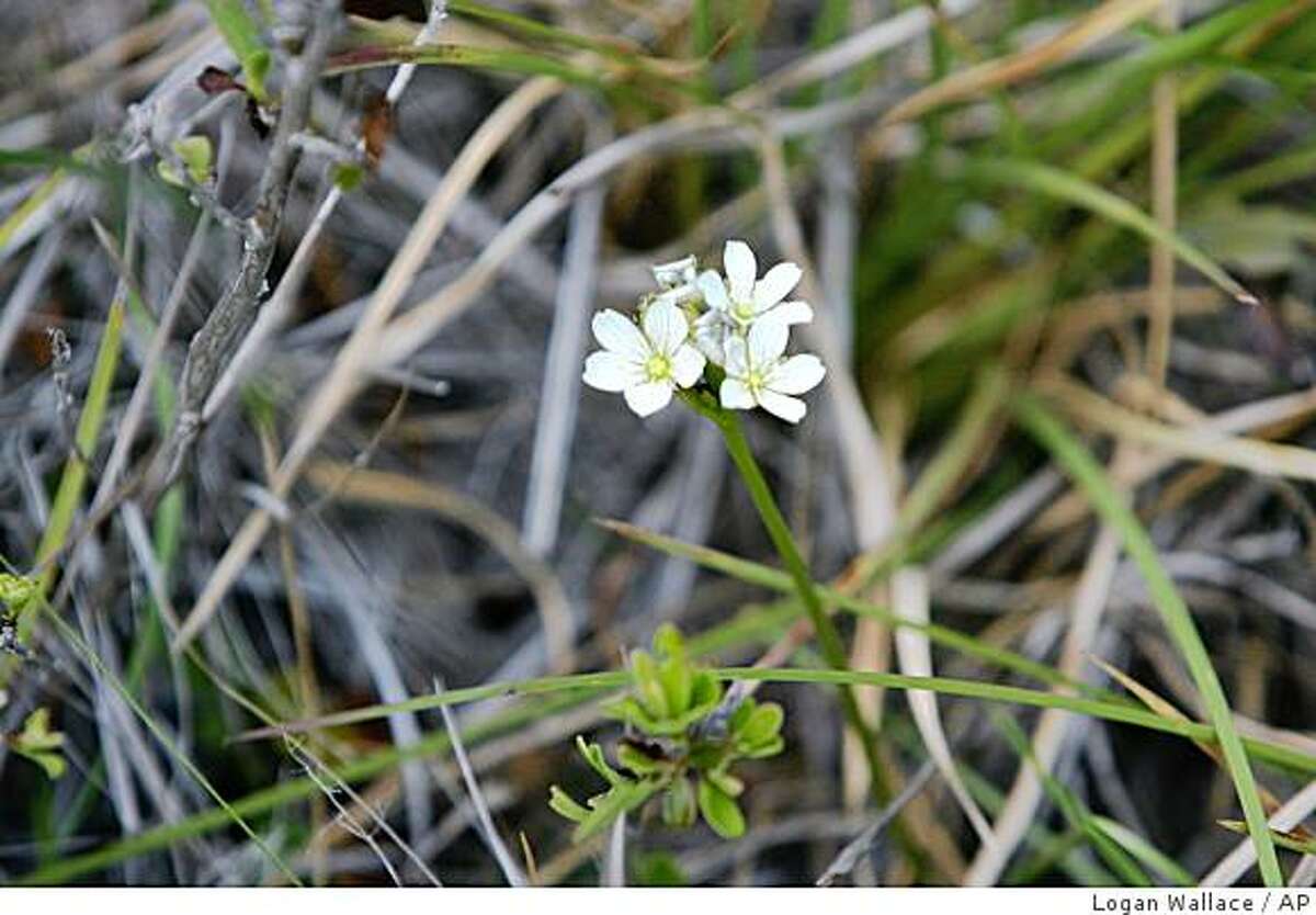 Sprawl, poaching chomp at venus flytrap