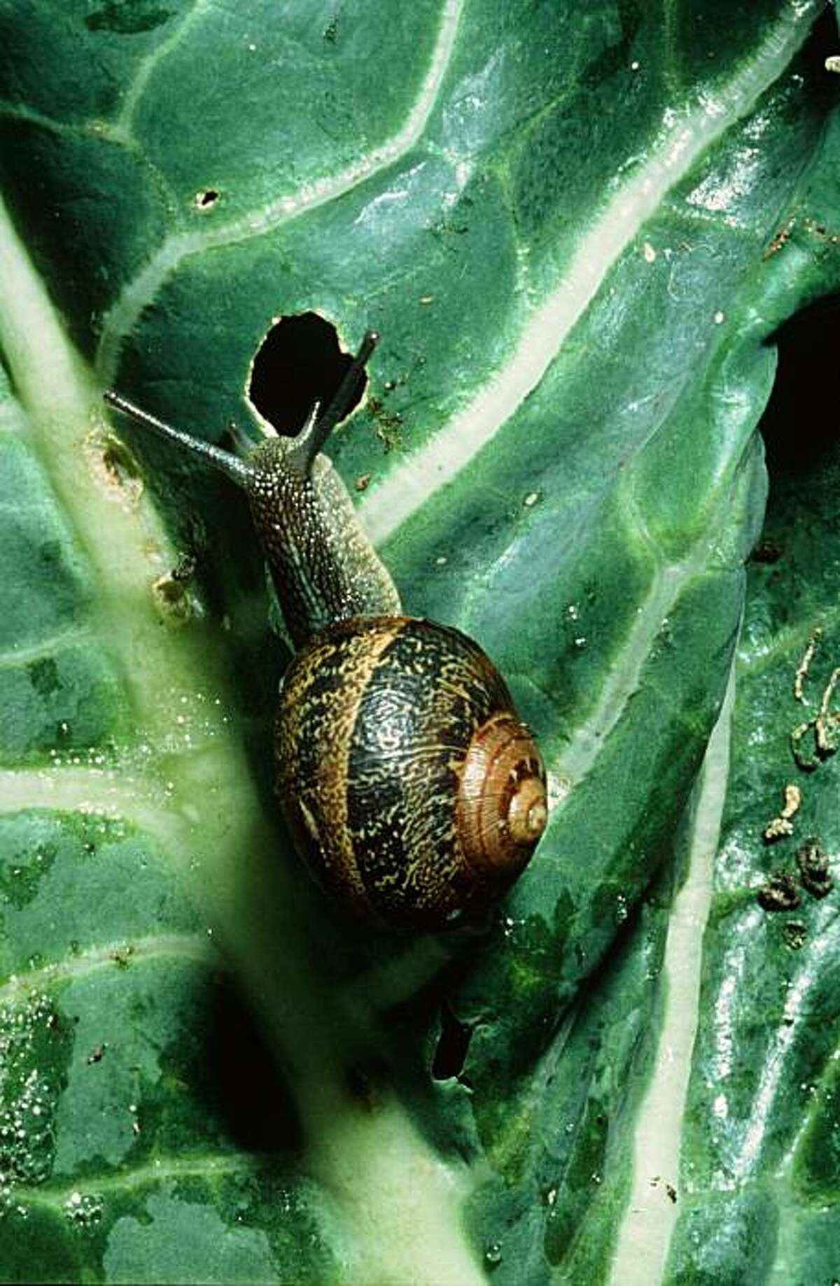 Snails? Combine bait and handpicking