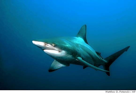 2nd shark 'virgin birth' confirmed in Virginia