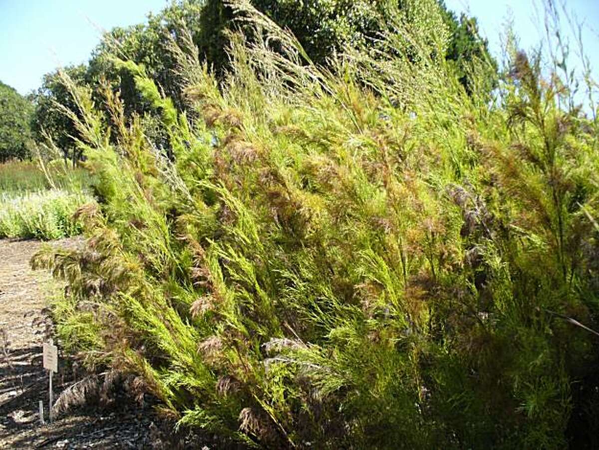 Add architectural interest with restios