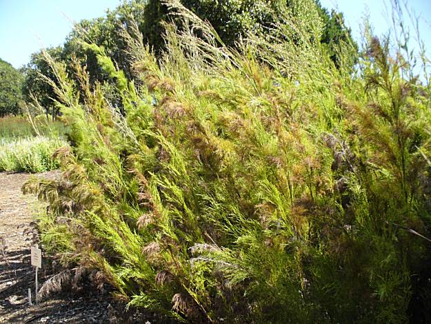 Add architectural interest with restios