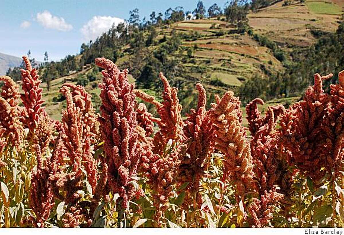 Warming Andes stymies Peruvian potato farmers