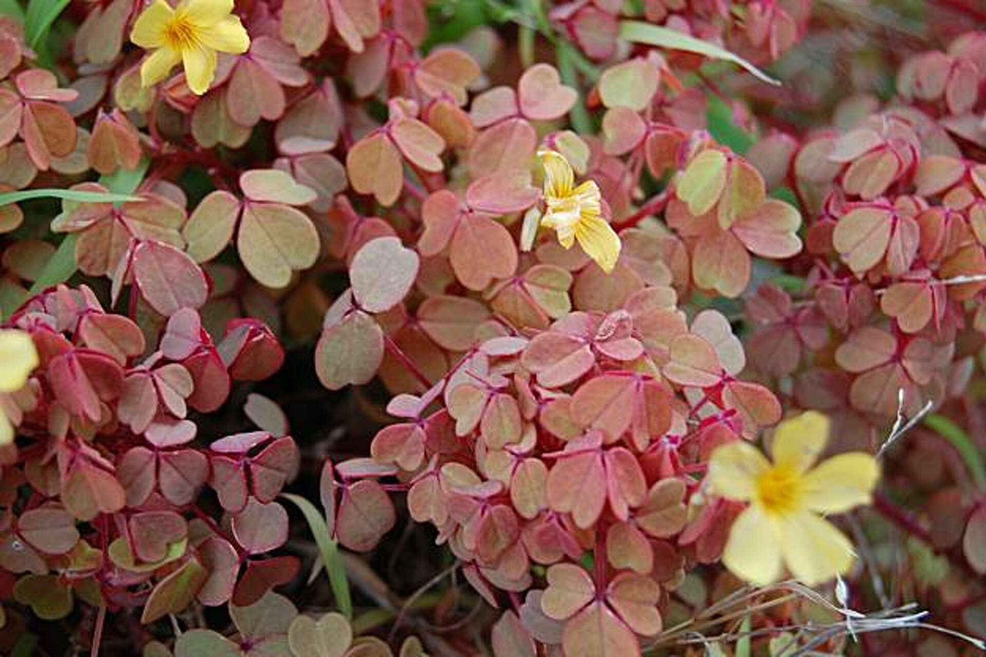 Oxalis 'Sunset Velvet' is welcome in any garden