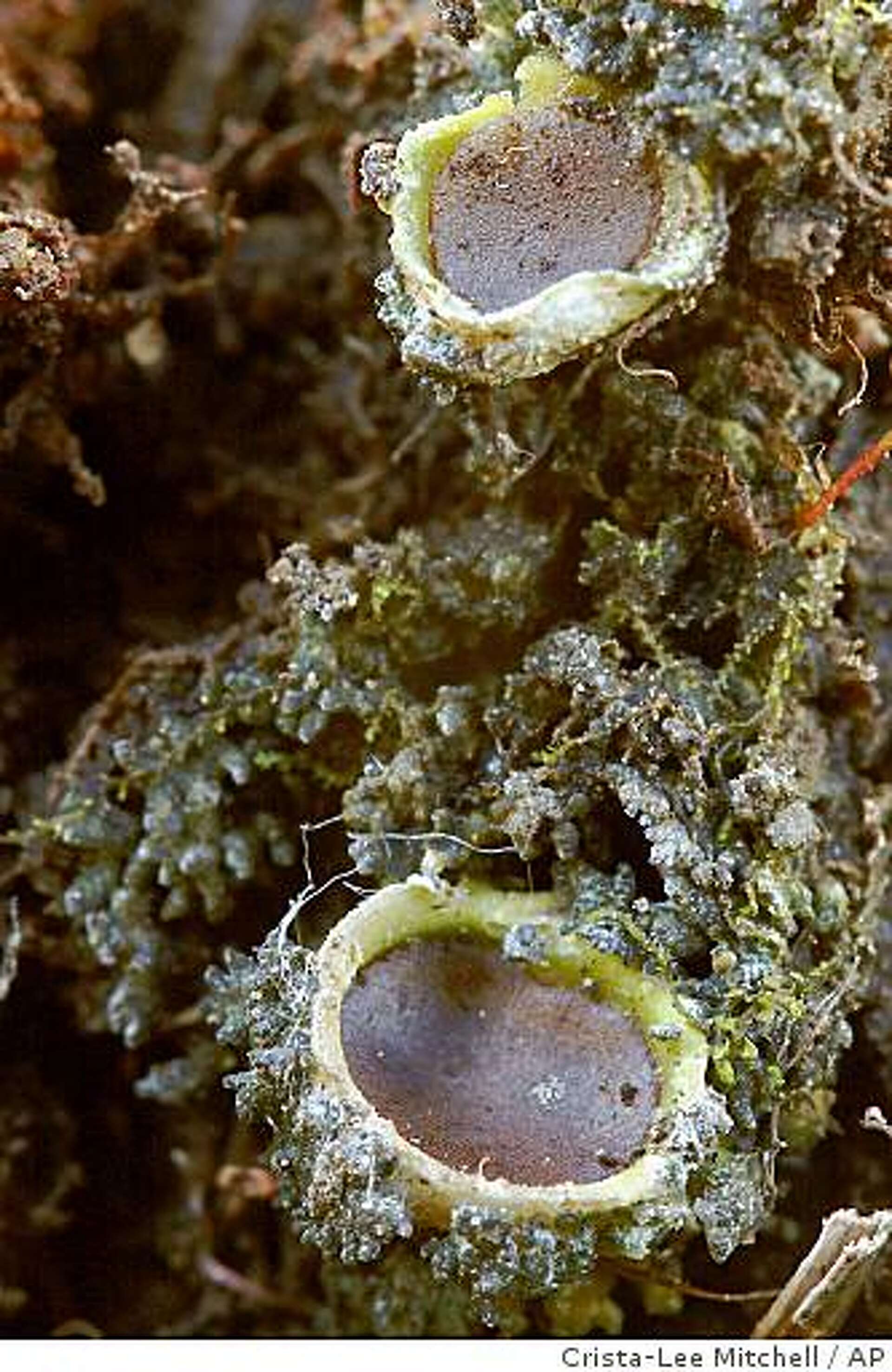 Scientists survey lichen of Yosemite