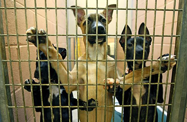 No state money for longer stays for stray pets