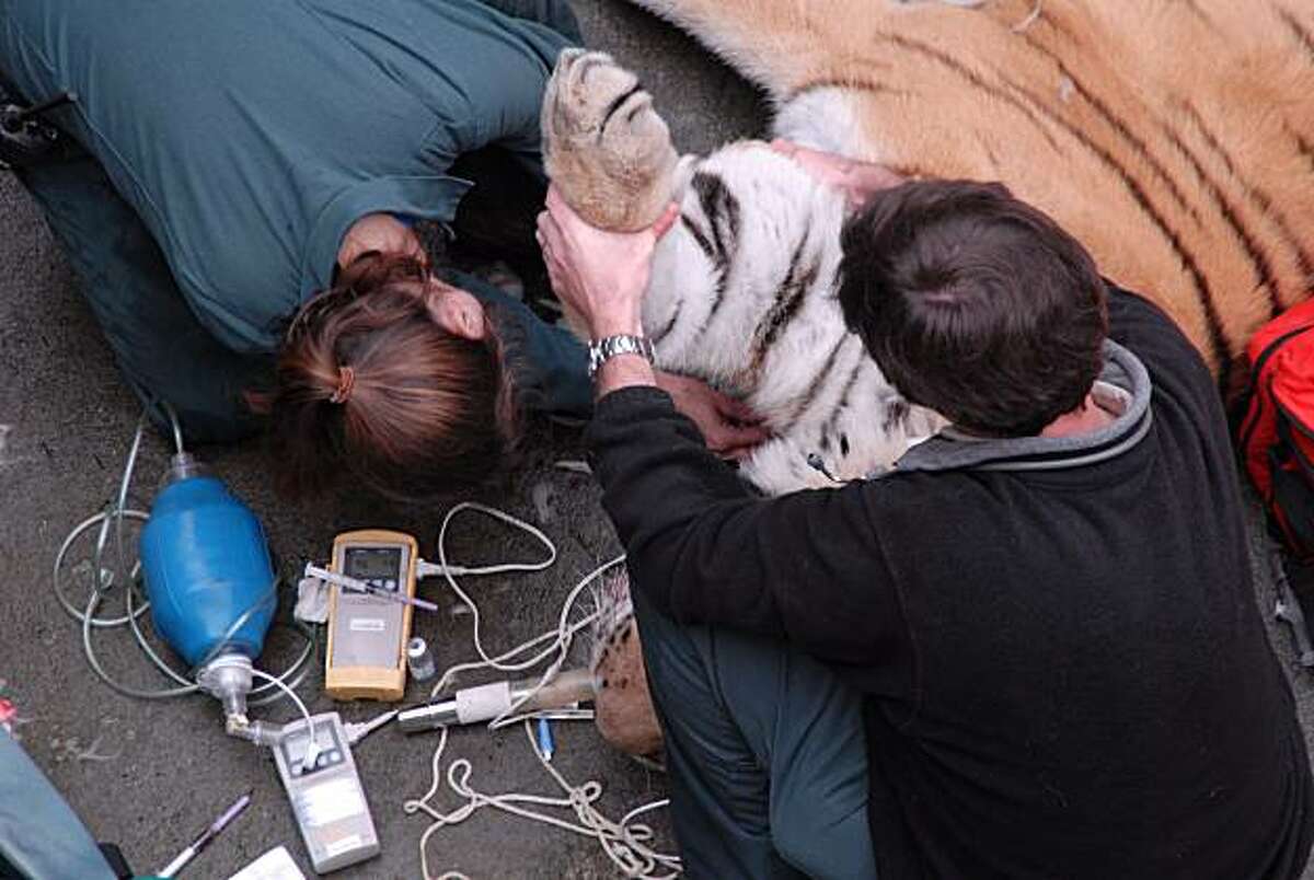 S.F. Zoo pulls Tony the tiger from moat