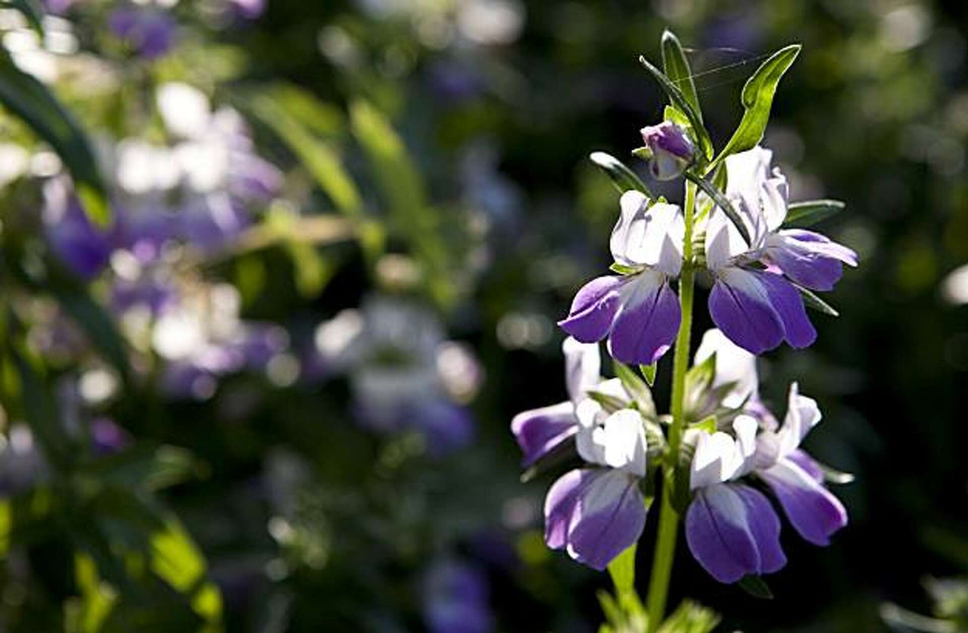 Bringing Back the Natives, other garden tours