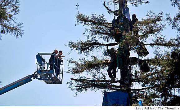 Last stand for Berkeley stadium tree-sitters