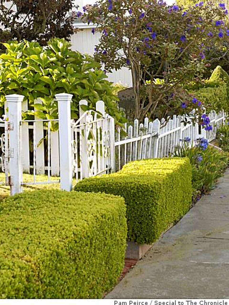 A little care can revive 40-year-old boxwood
