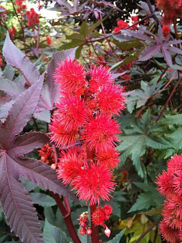 Growing toxic castor bean requires caution - SFGate