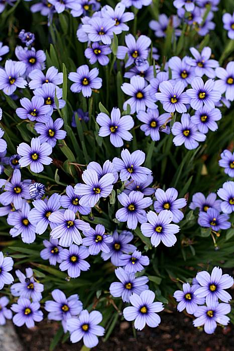 Sisyrinchium - blue-eyed grass really an iris