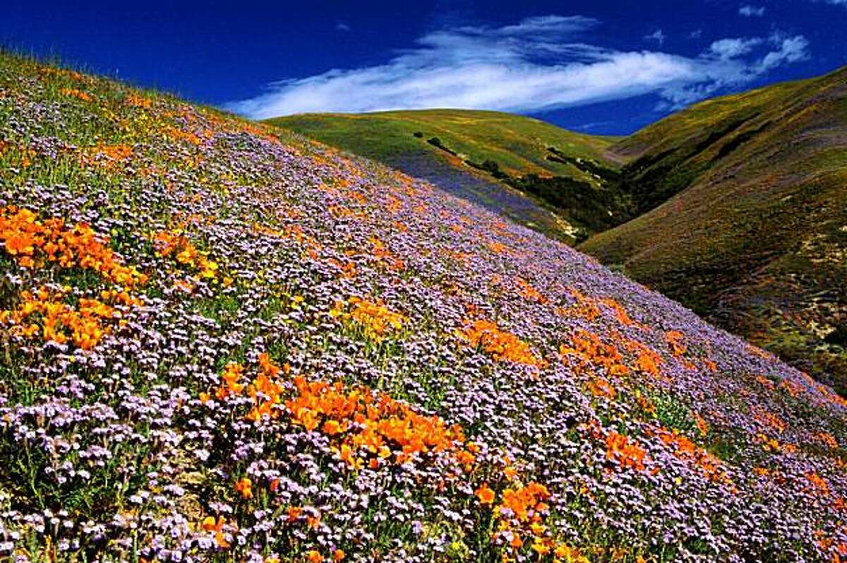 Where to see the Bay Area's wildflowers