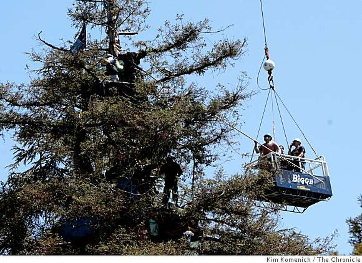 Berkeley tree-sitters still refuse to leave