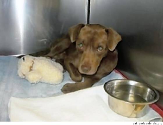 Tips needed on person who shot dogs