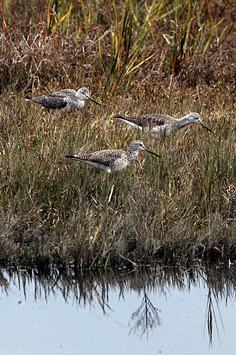 Marsh plan nearly final, but no funds