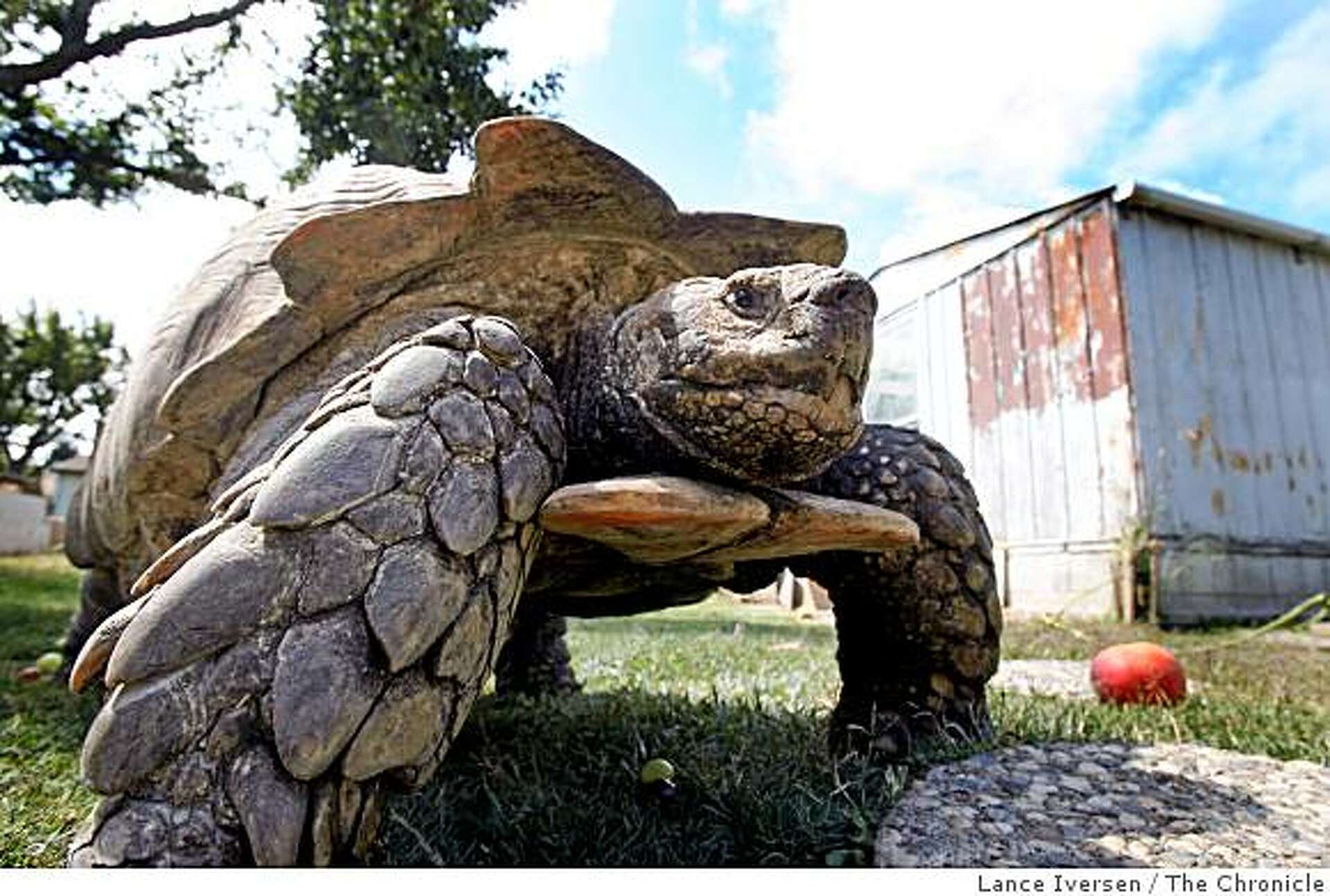 Tortoises find refuge at Castro Valley home