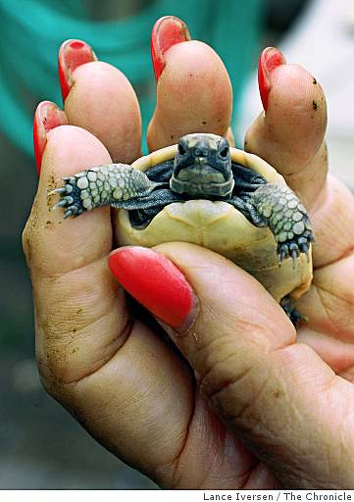 Tortoises find refuge at Castro Valley home