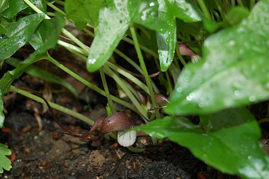 Mouse tail plant a bit 'introverted' - SFGate