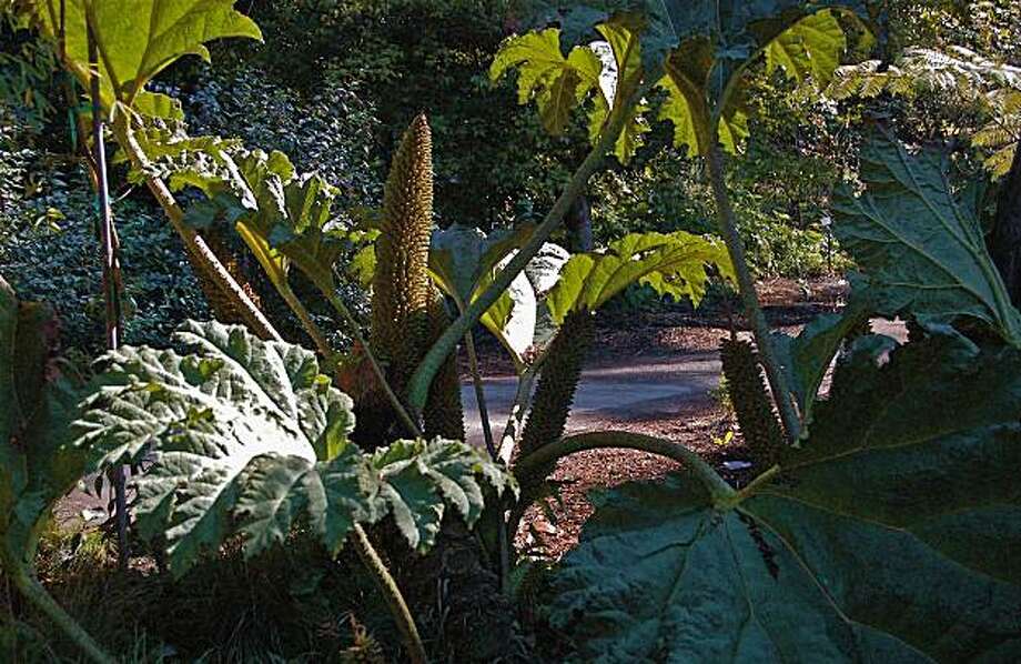 Gunneras - plants from the days of dinosaurs - SFGate