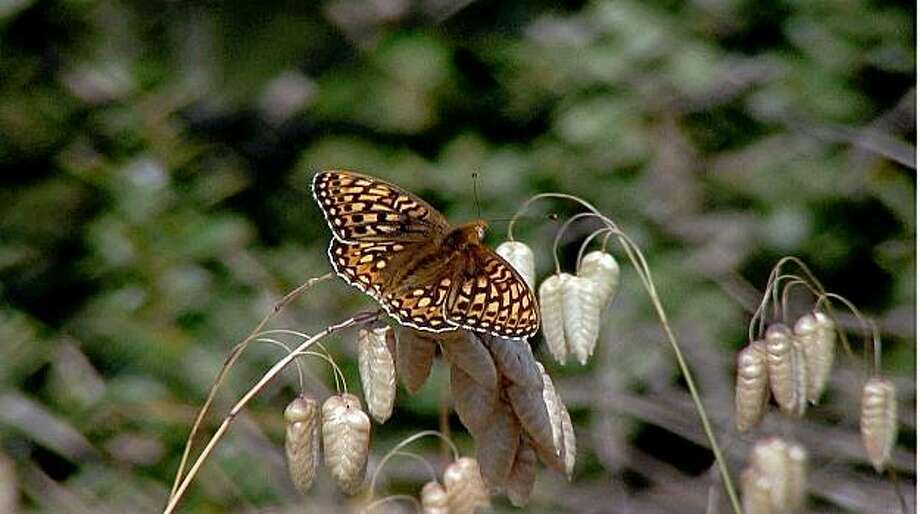Brisbane hearing on plan in butterfly habitat - SFGate