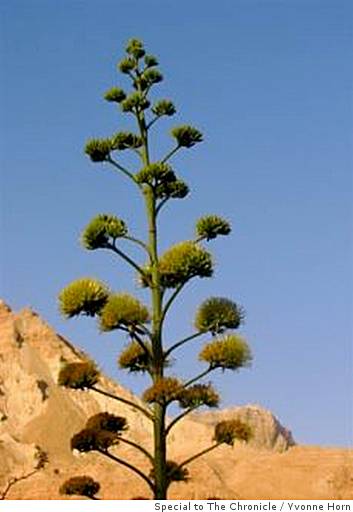 Gardens from the Song of Solomon